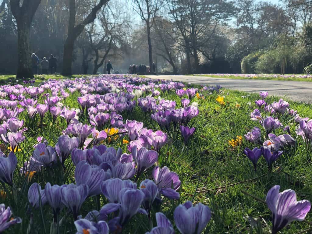 2019 Swinging into Spring; Birds Galore and Crocus Walk in Radipole ...
